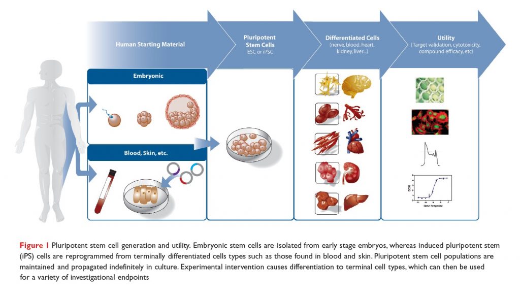 Dr Rachel Ho Stem Cells Pluripotent Cells 2 Dr Rachel Ho Stem Cells Pluripotent Cells 2