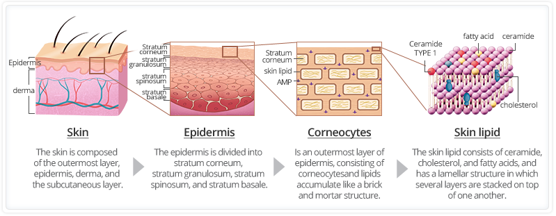 Ceramides In Skin Protect Against Sensitive Dry Skin Eczema And Ceramides In Skin Protect Against Sensitive Dry Skin Eczema And