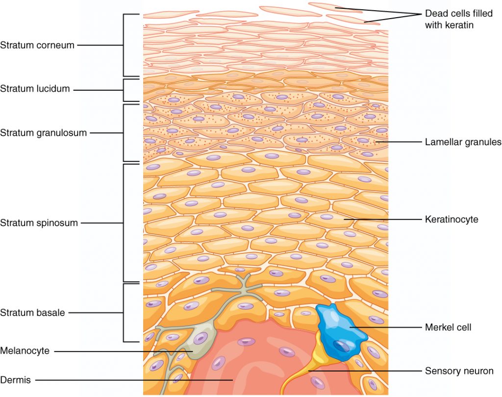 Ceramides in Skin: Protect Against Sensitive & Dry Skin, Eczema and ...