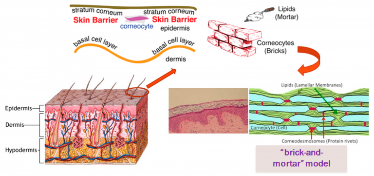 How to Repair Your Skin Barrier - Dr Rachel Ho